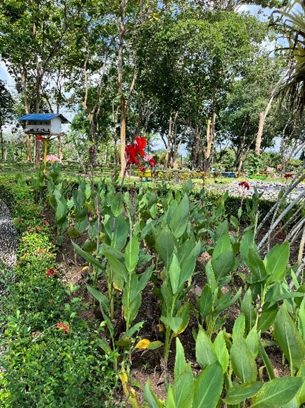 Bunga Canna – INALUM Conservation