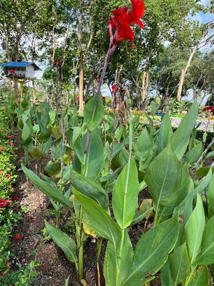 Bunga Canna – INALUM Conservation