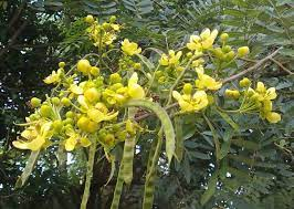 Johar – INALUM Conservation