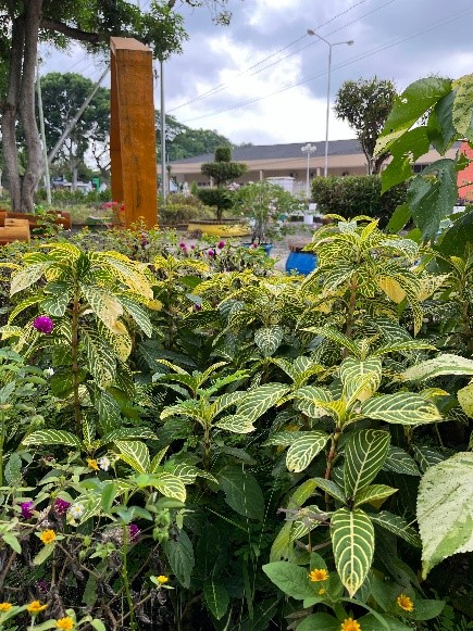 Cacak Gading – INALUM Conservation