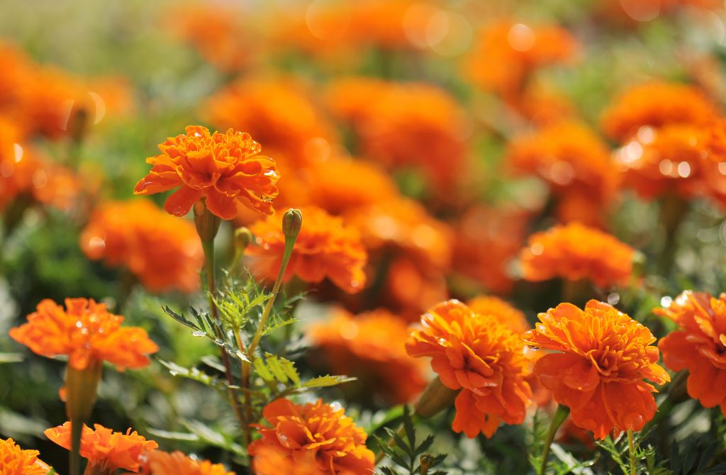 Bunga Tahi Ayam – INALUM Conservation