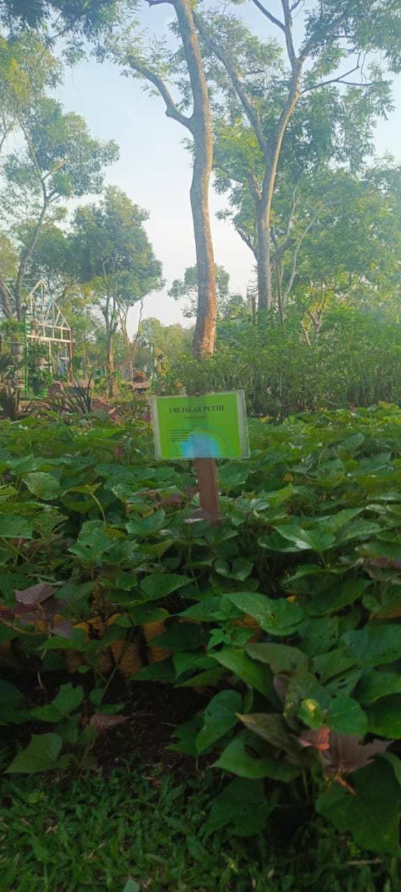 Ubi Jalar Putih – INALUM Conservation