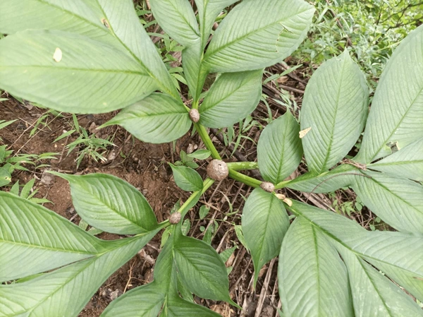 Suweg – INALUM Conservation