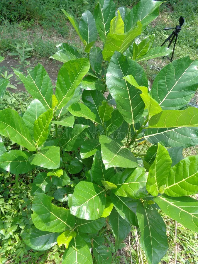 Awar-awar – INALUM Conservation