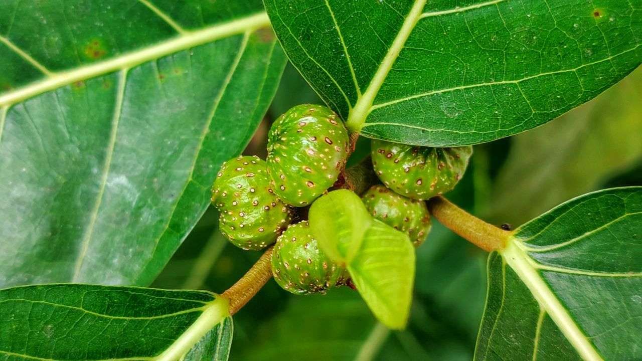 Awar-awar – INALUM Conservation