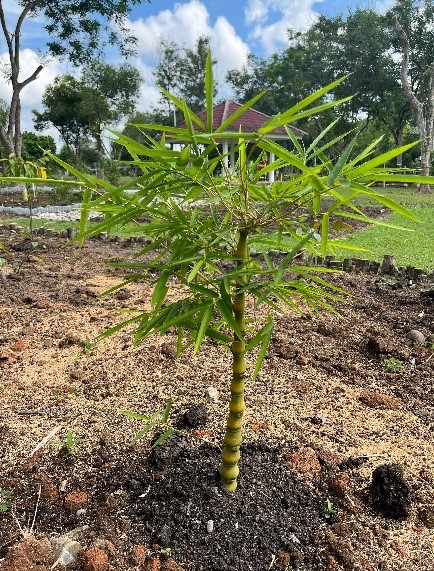 Bambu Budha – INALUM Conservation