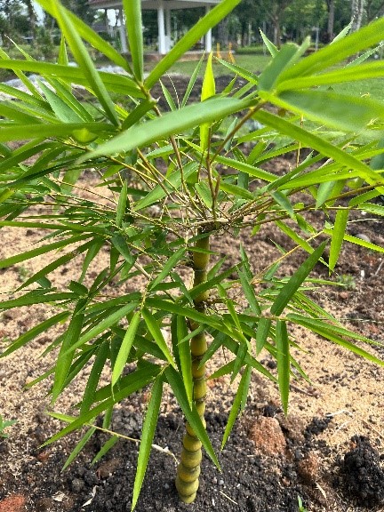 Bambu Budha – INALUM Conservation