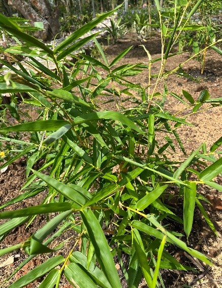 Bambu Budha – INALUM Conservation