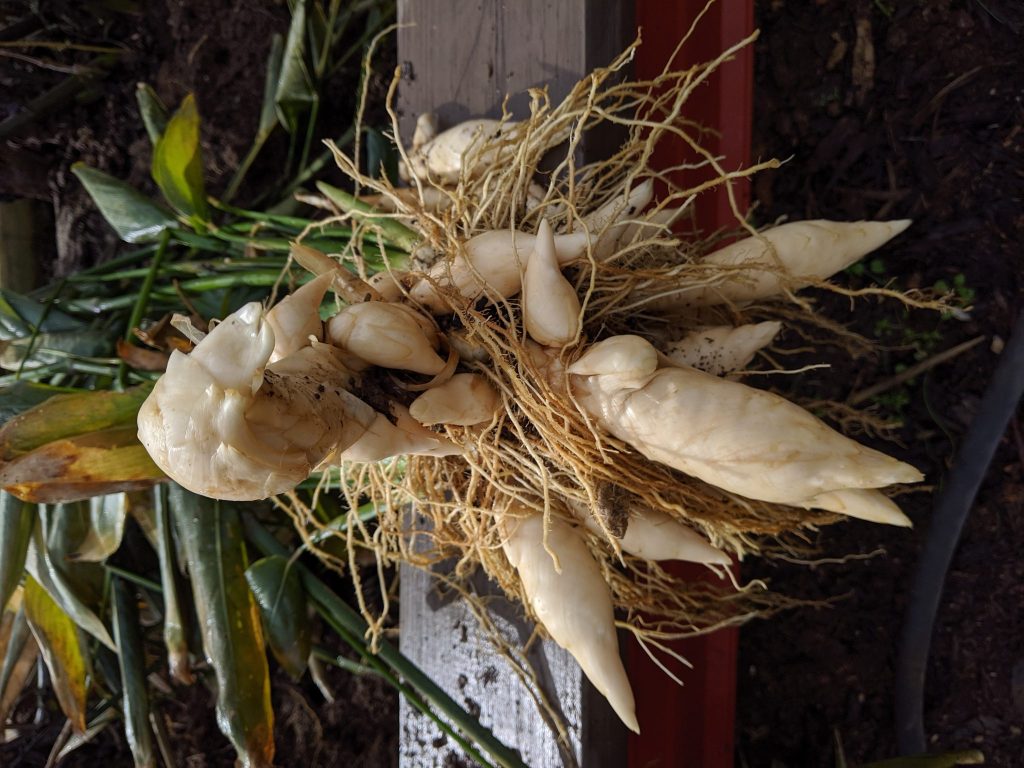 Garut – INALUM Conservation