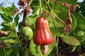 Jambu Mete (Jambu Monyet) – INALUM Conservation