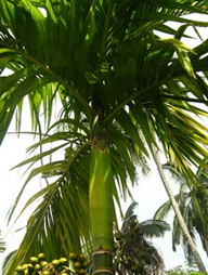 Pinang – INALUM Conservation