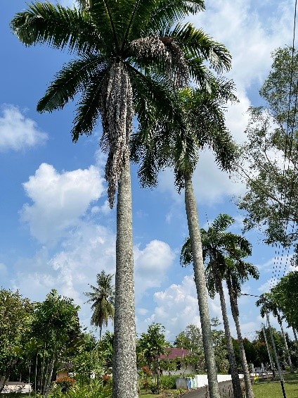 Palem Raja – INALUM Conservation