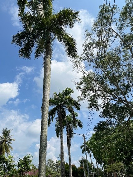 Palem Raja – INALUM Conservation