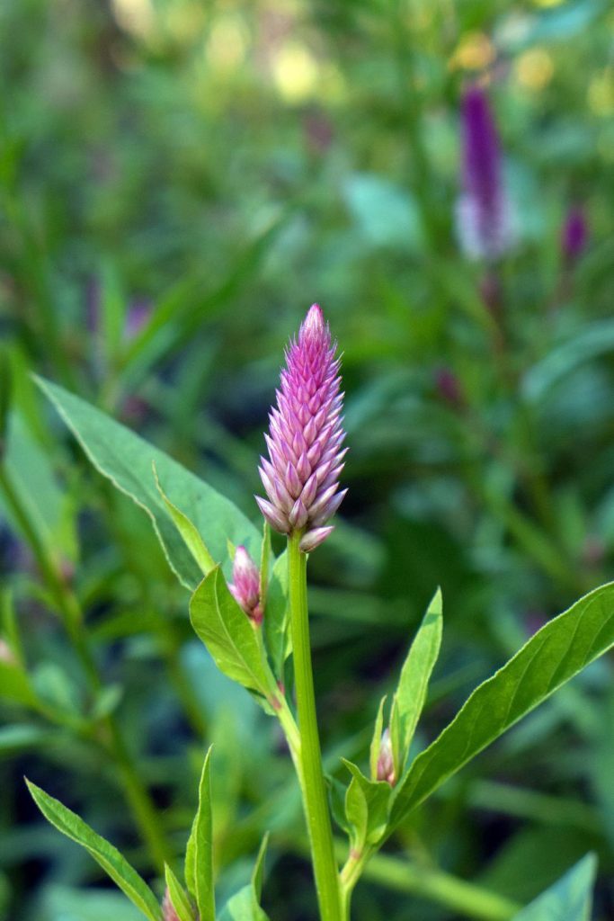 Boroco – INALUM Conservation
