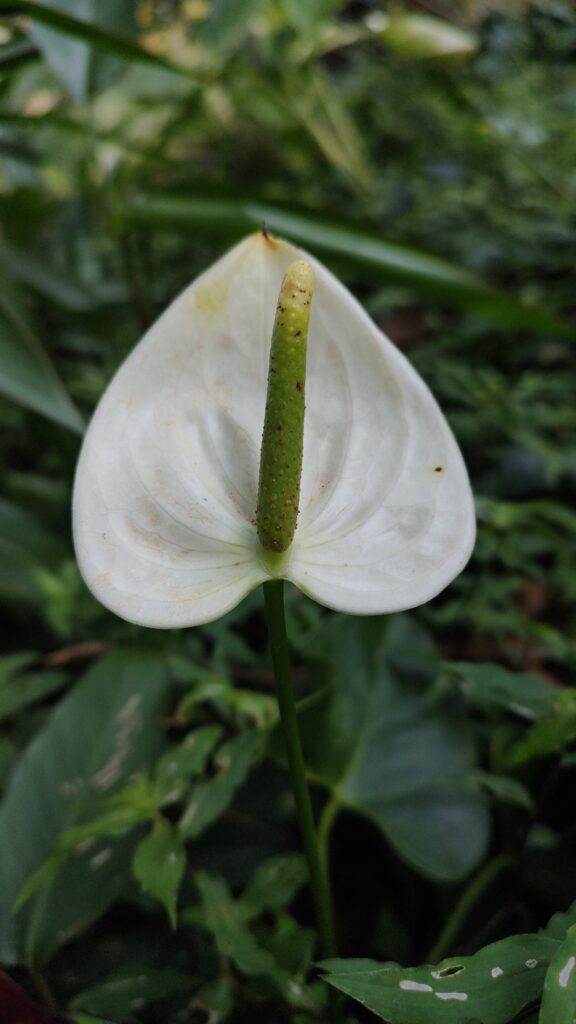 Bunga Anthurium – INALUM Conservation