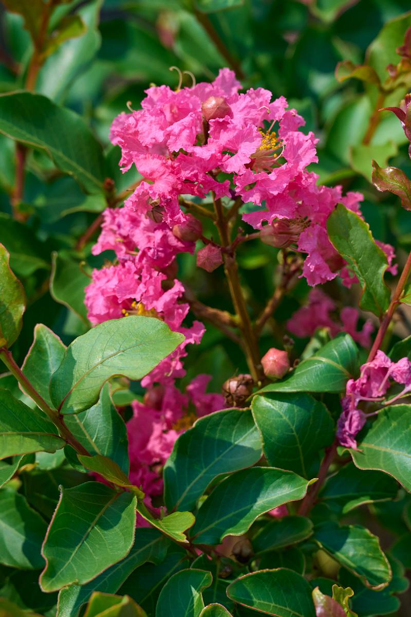 Bungur Jepang – INALUM Conservation