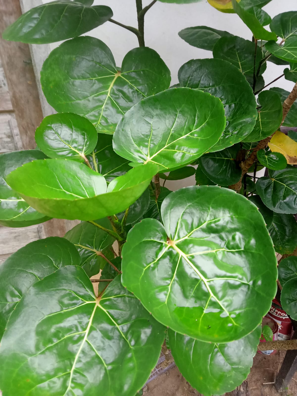 Daun Mangkok – INALUM Conservation