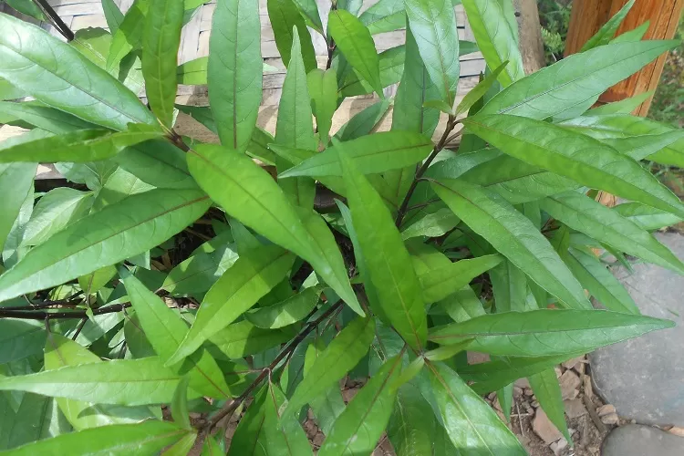 Gandarusa – INALUM Conservation