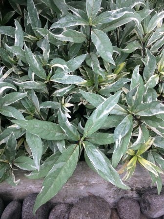 Gandarusa – INALUM Conservation