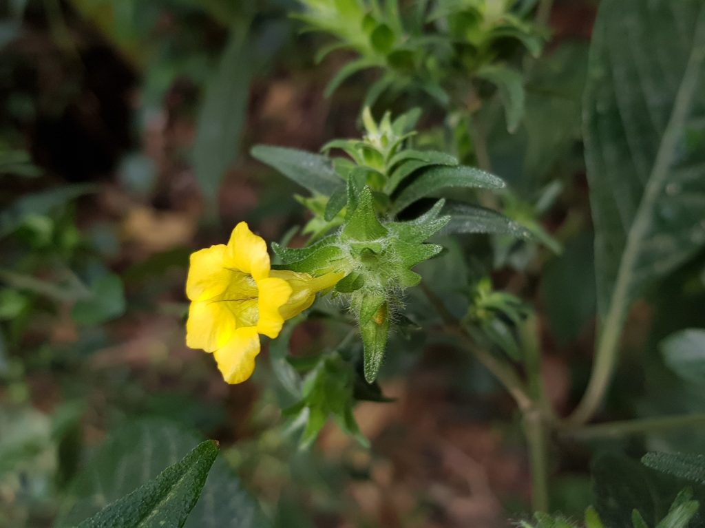 Kejibeling – INALUM Conservation
