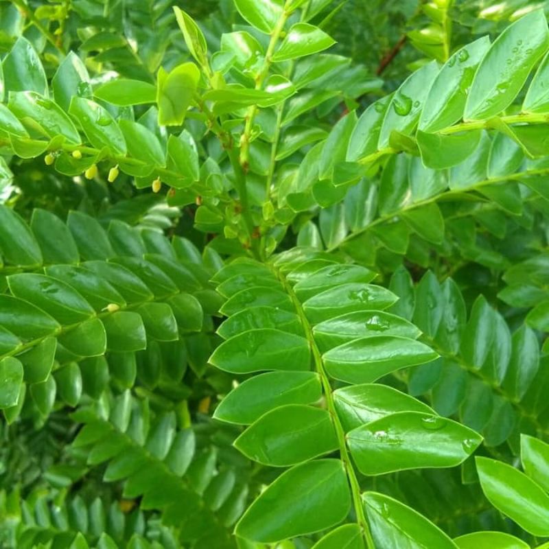Seligi – INALUM Conservation