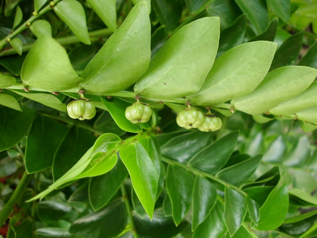 Seligi – INALUM Conservation