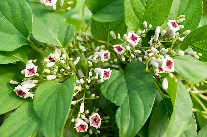 Daun Simbuan – INALUM Conservation