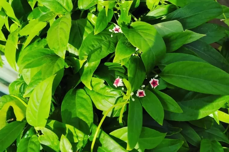 Daun Simbuan – INALUM Conservation