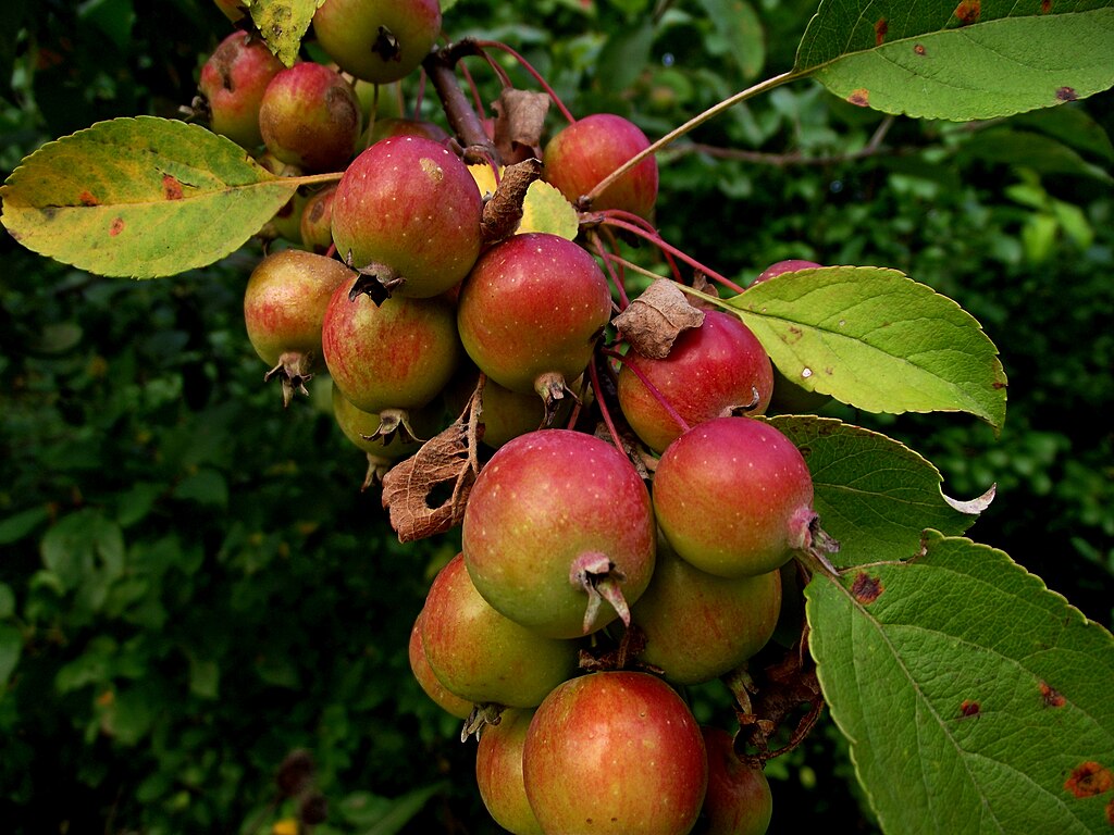Apel Malang(Apel Manalagi) – INALUM Conservation