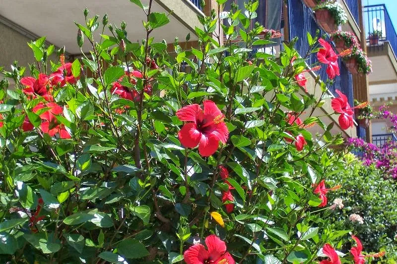 Bunga Sepatu – INALUM Conservation