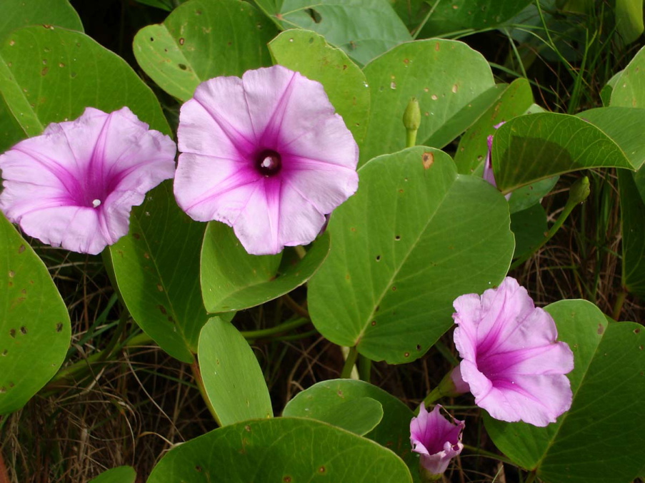 Katang-Katang – INALUM Conservation