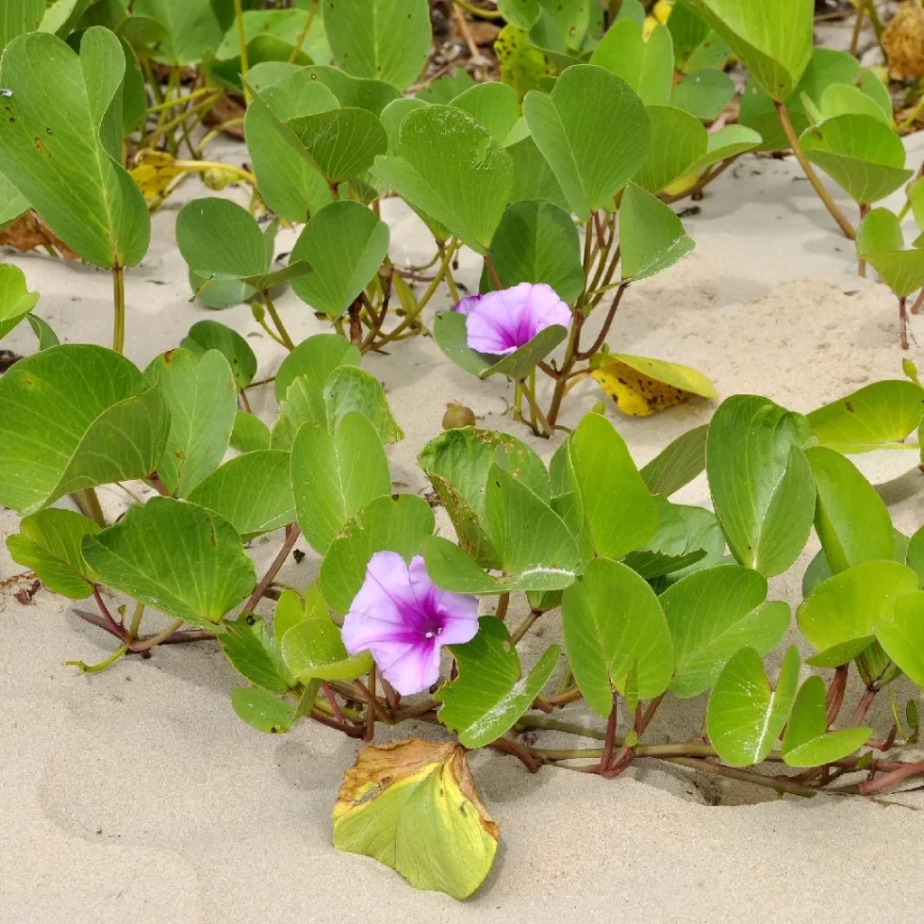 Katang-Katang – INALUM Conservation