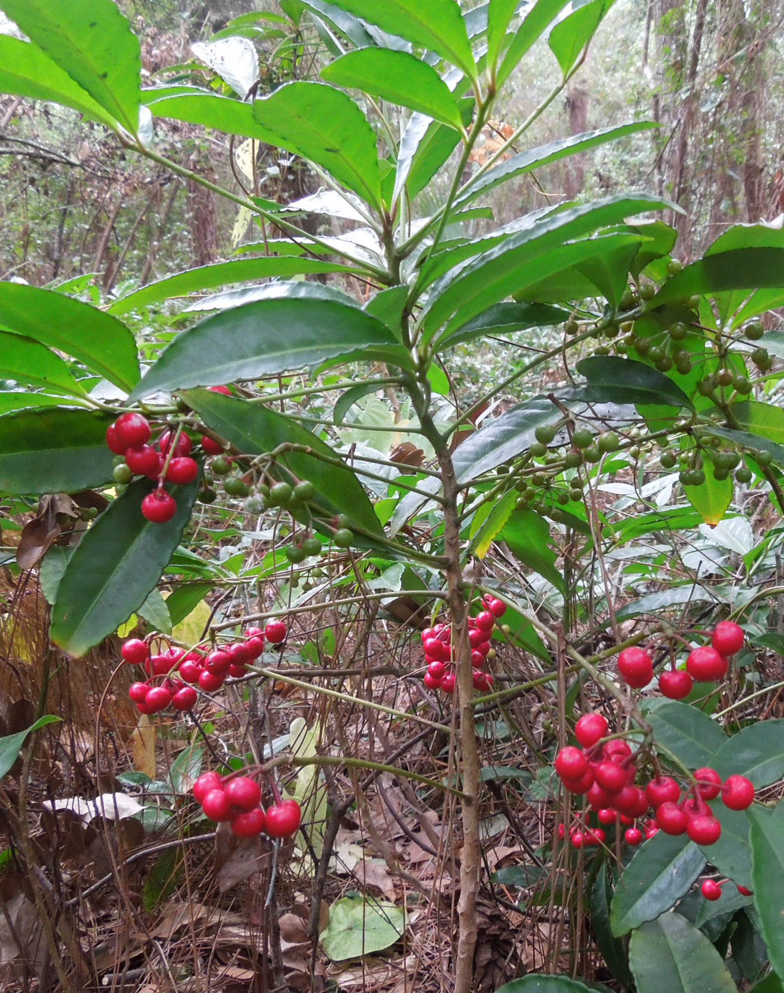 Lempeni – INALUM Conservation