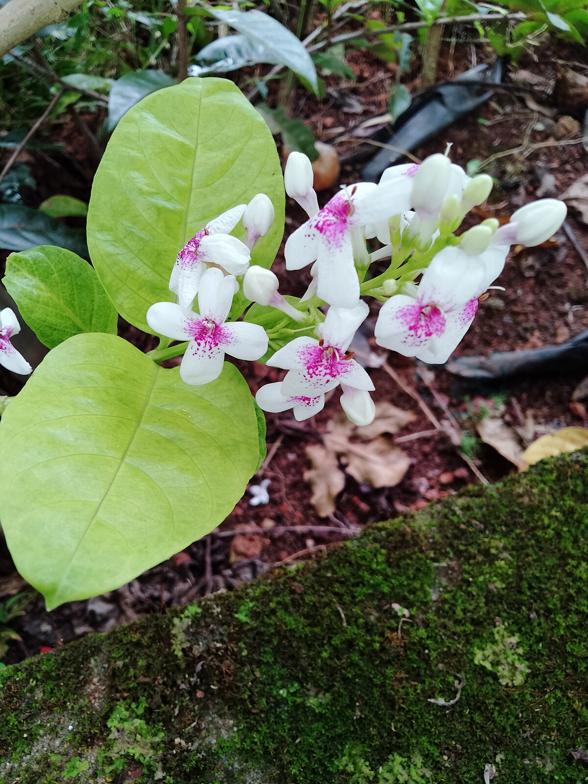 Melati Jepang – INALUM Conservation