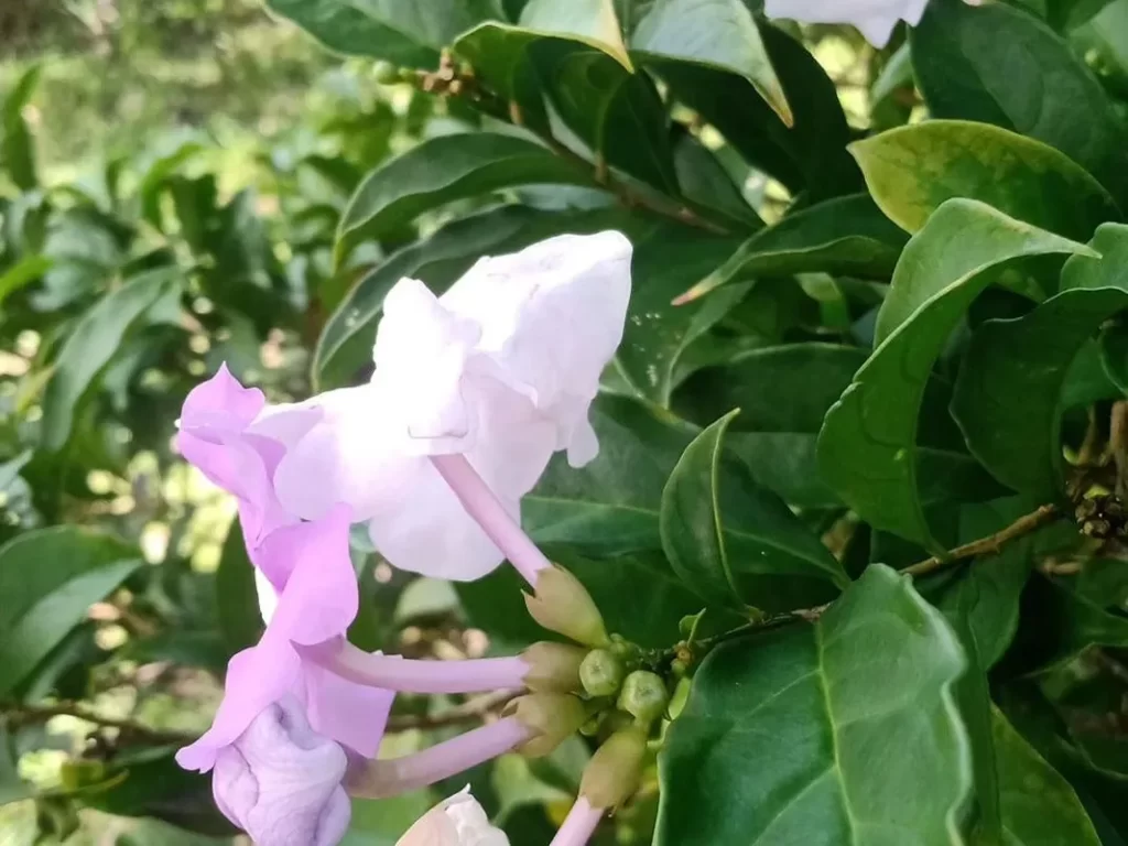 Melati Putih Ungu – INALUM Conservation