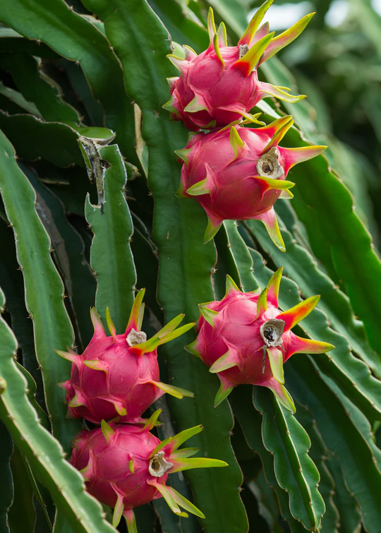 Buah Naga Merah – INALUM Conservation
