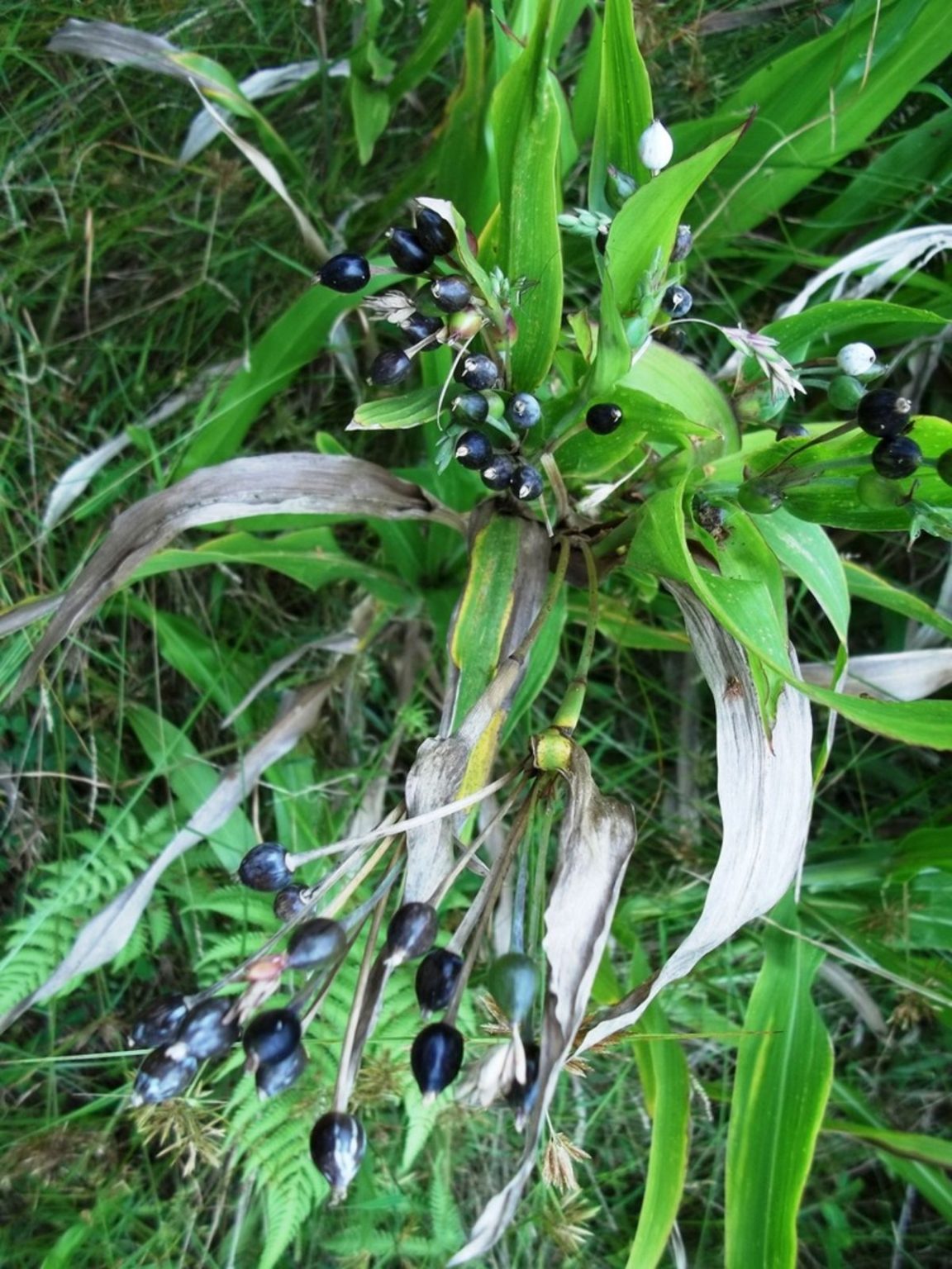 Jali-Jali – INALUM Conservation