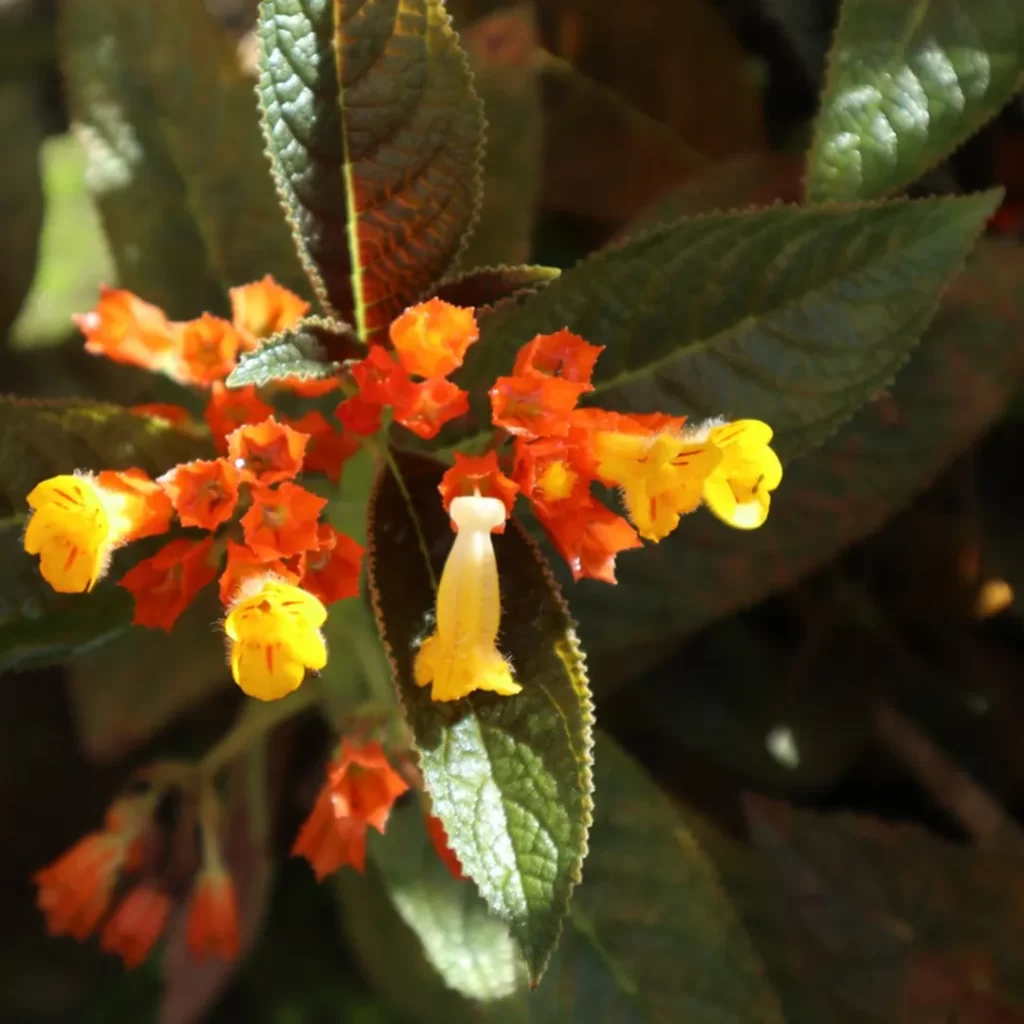 Bunga Lonceng Senja – INALUM Conservation